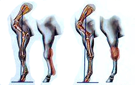 CABALLO SALUD: Diplomado de Podología en Equinos y el Arte de Herrar ...