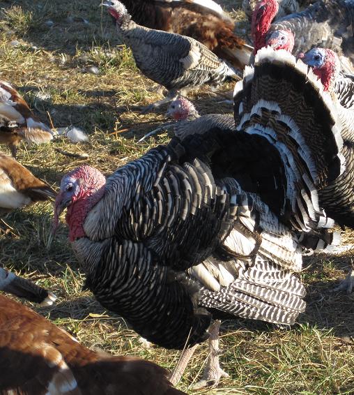 Elmwood Stock Report: Organic Heritage Turkeys