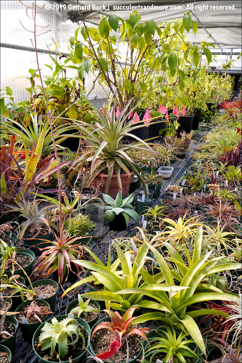 Visiting Mr. Hechtia, Andy Siekkinen