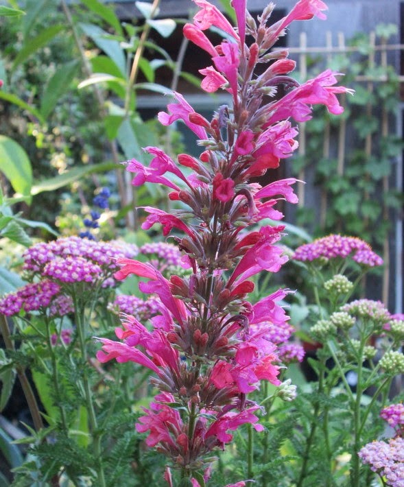 Taproot Garden Design & Fine Gardening: Hummingbirds and the Plants ...