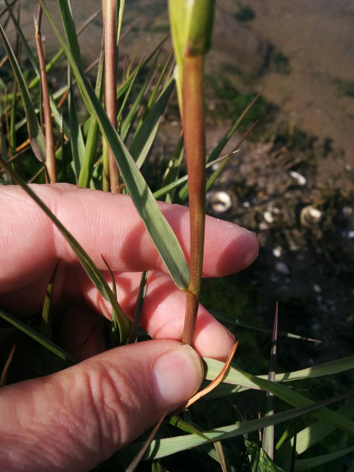Wild Life: Common Cord-grass