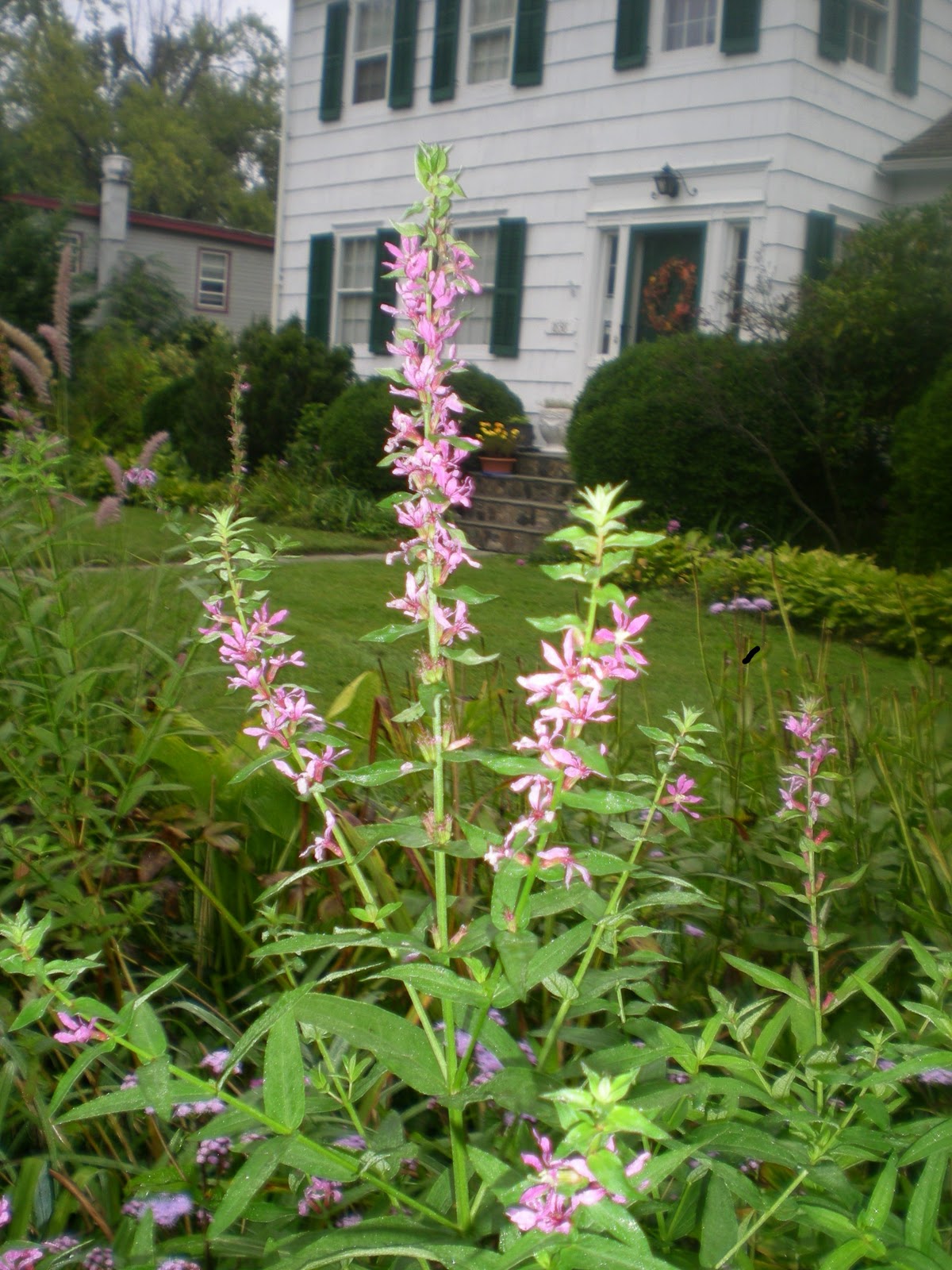 Jarvis House: Deep Purple Flowering Shrubs in September at the Jarvis ...