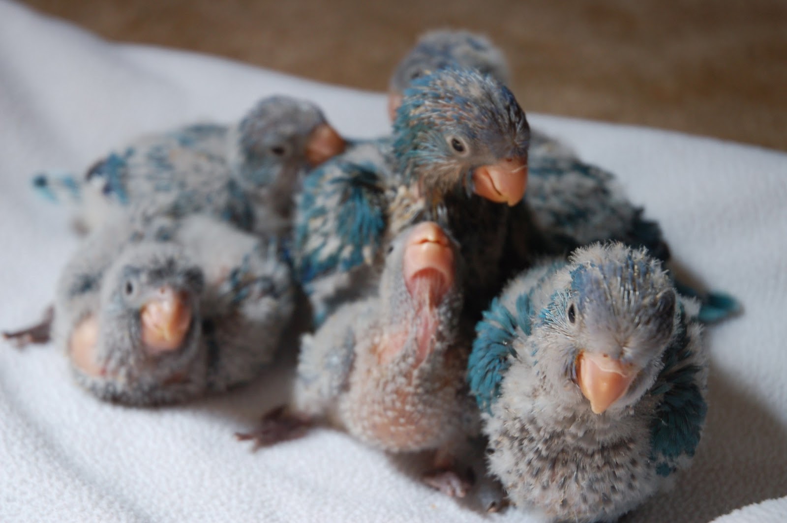 Quaker and Conure Buddies of Illinois: Bad parrot jokes with the Nelsons