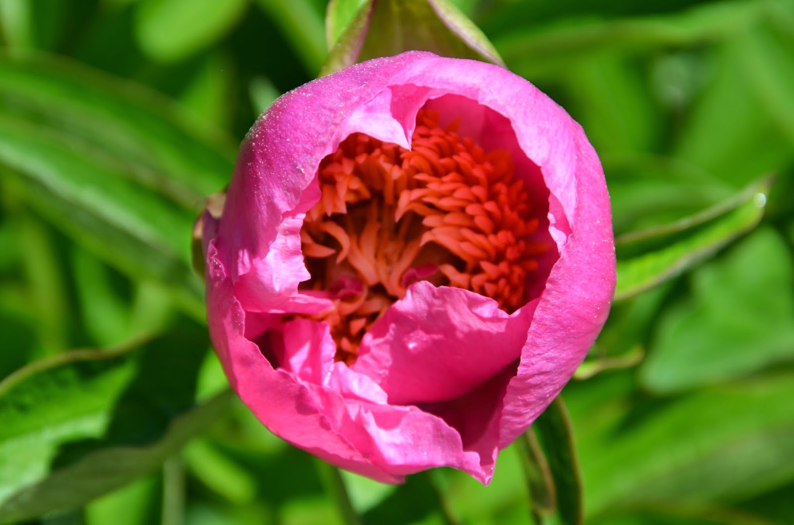 Southern Peony: 2014 Peony Blooms - Very Early - Week 1