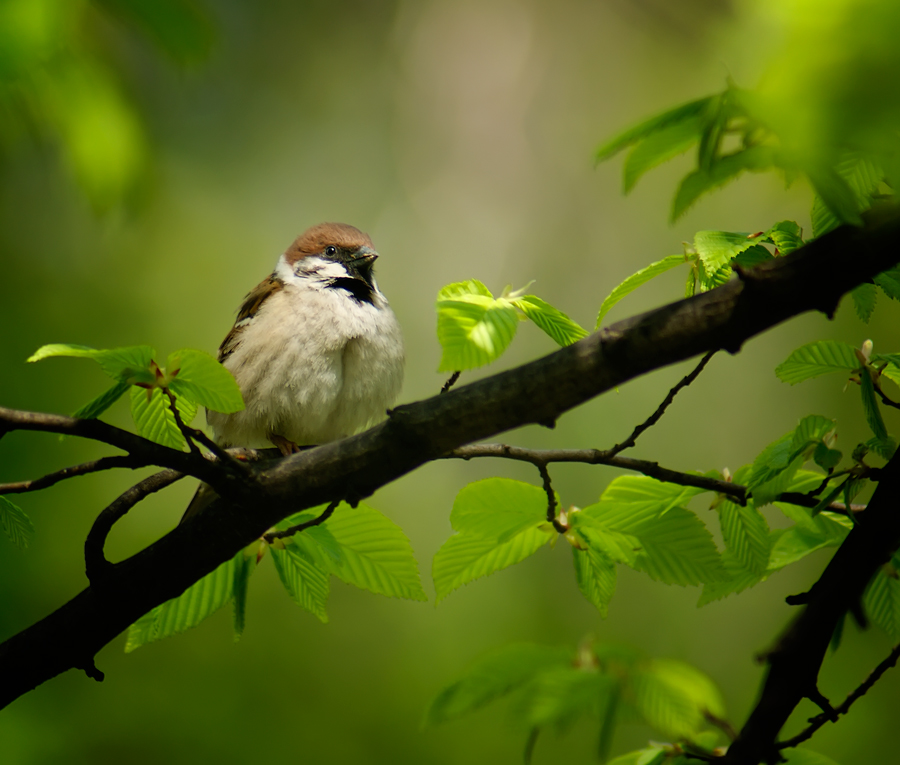 Vrabiuta verde.Green sparow.Verde gorrión