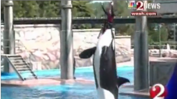 Blackfish Documentary: SeaWorld Says Film 'Inaccurately' Portrays ...