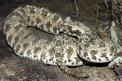 Life is short, but snakes are long: Spider-tailed Adders