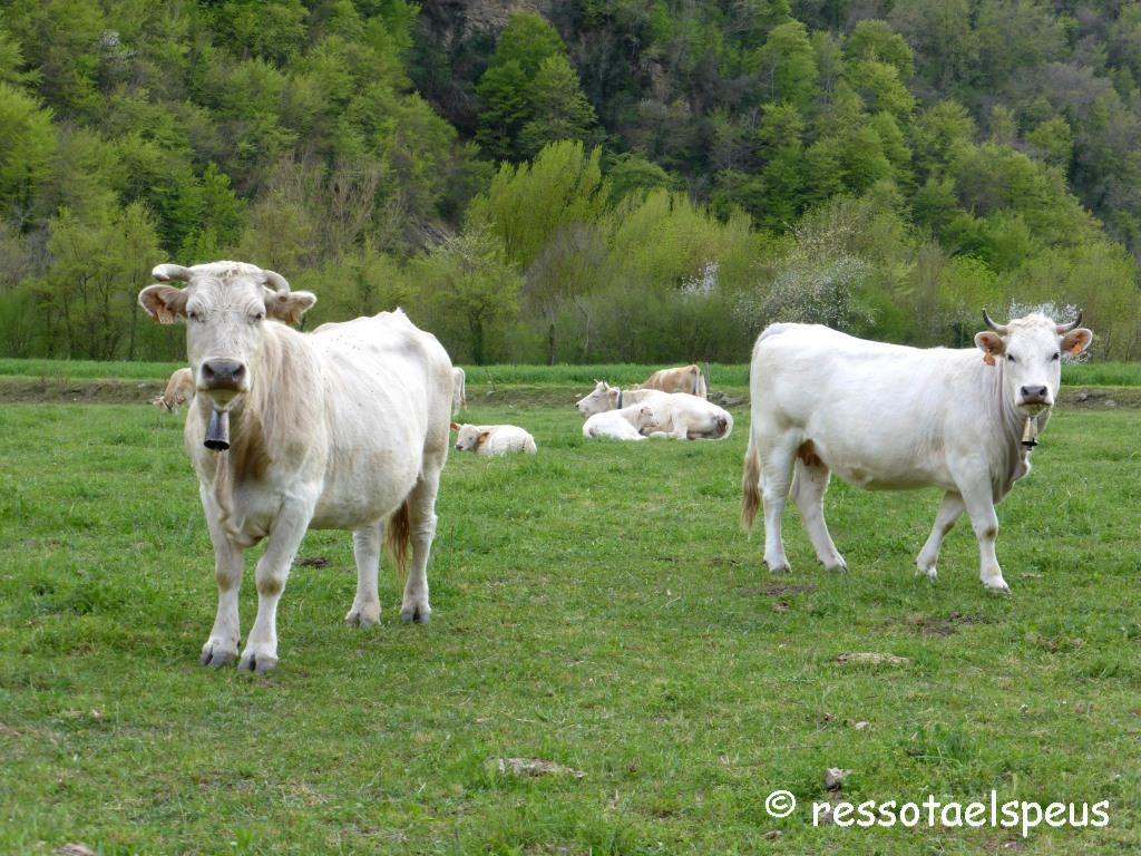 res sota els peus: Circular al Comanegra des de Beget