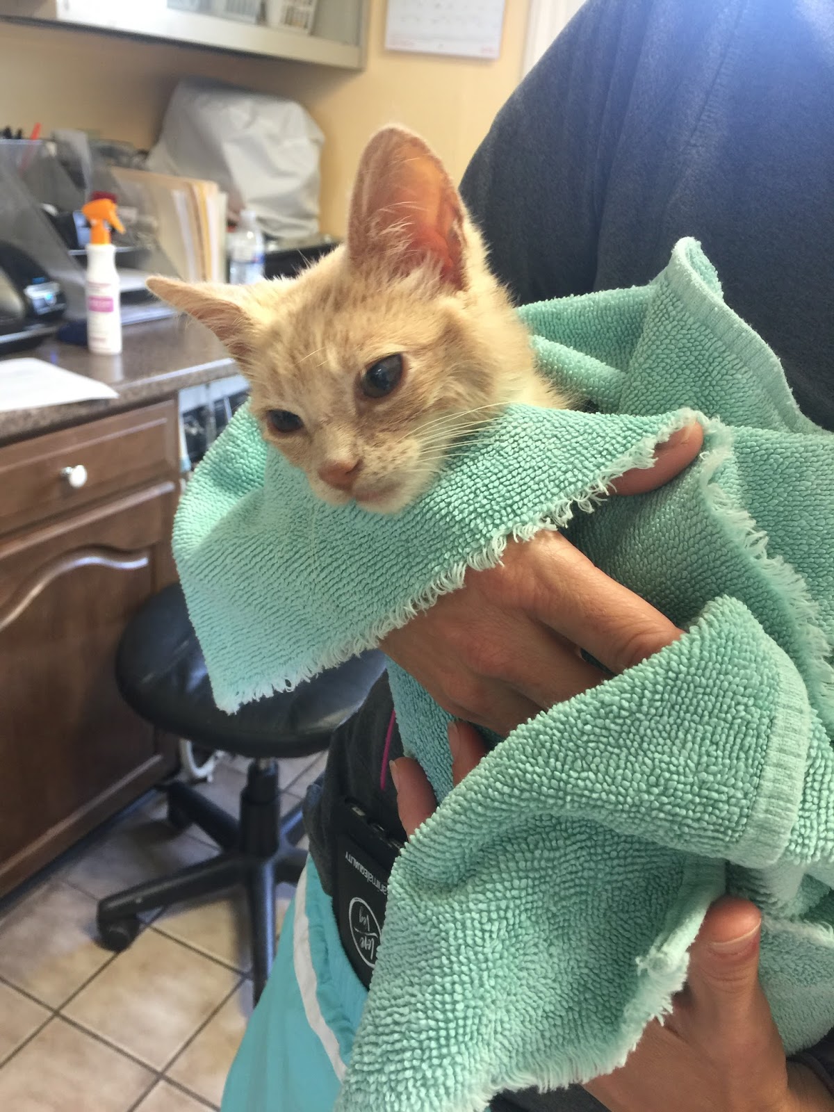 Diary of a Real-Life Veterinarian: Wallace's Story; Prolapsed Rectum ...