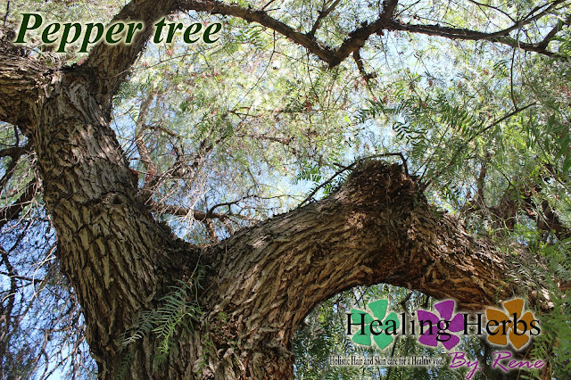 Sustainable Natural Organic hair & Skin care!: Buy California Brazilian ...