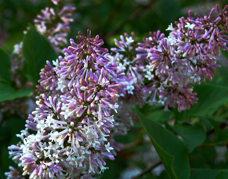 Capadia Designs: Summer Preparations