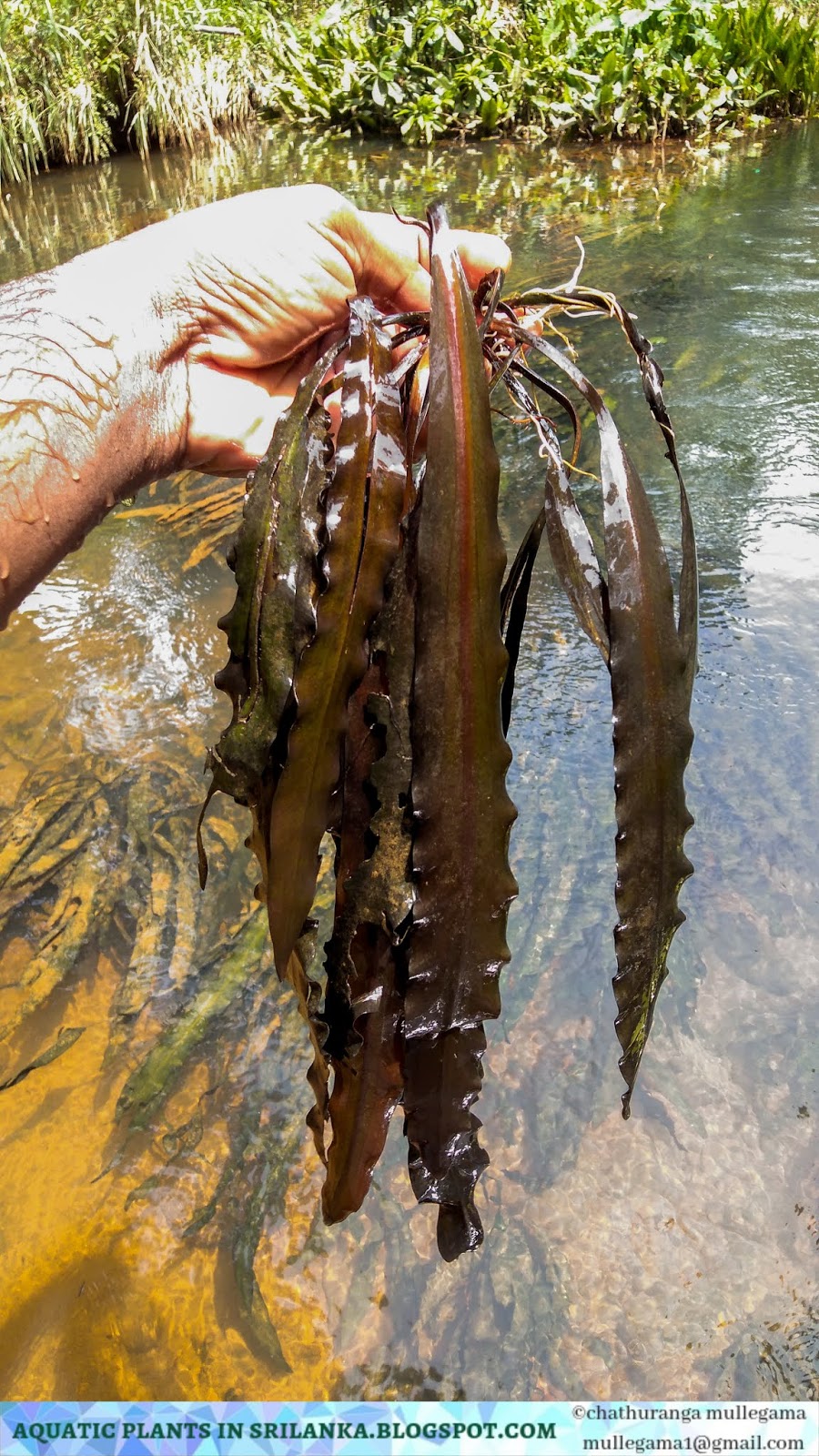 APONOGETON RIGIDIFOLIUS