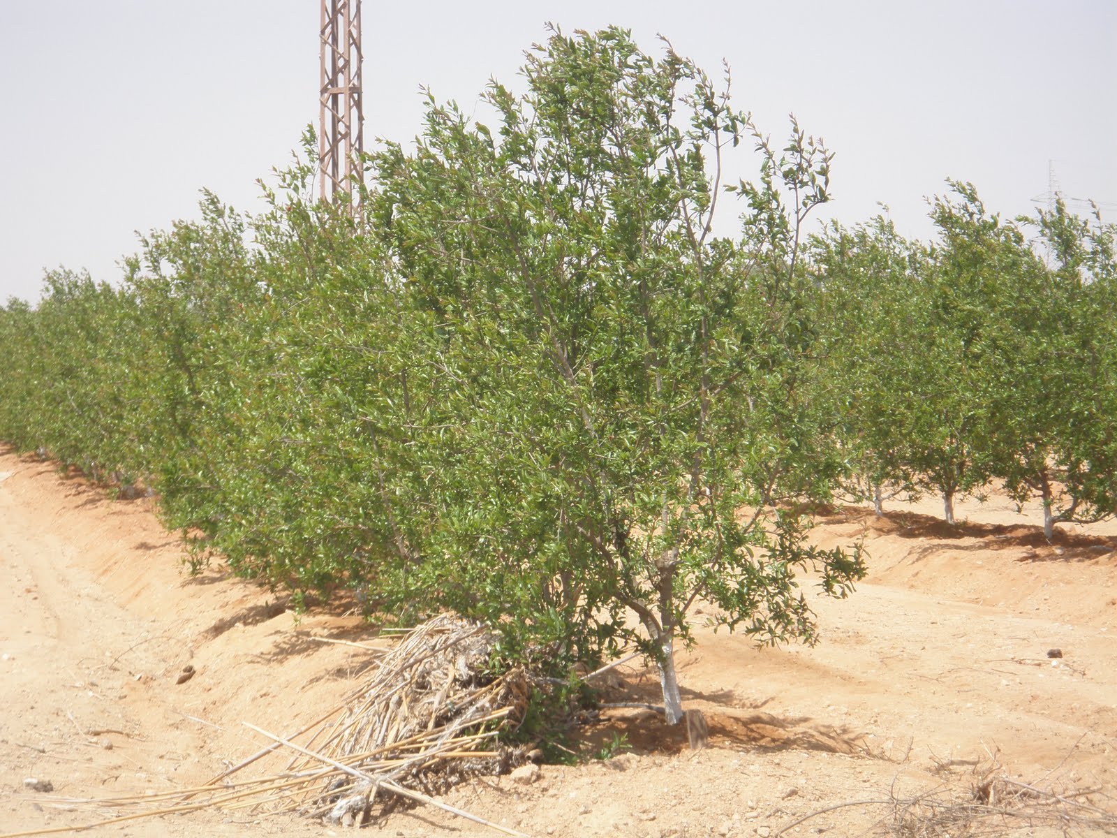 مسافات الزراعة 4× 3 متر 12متر مربع
