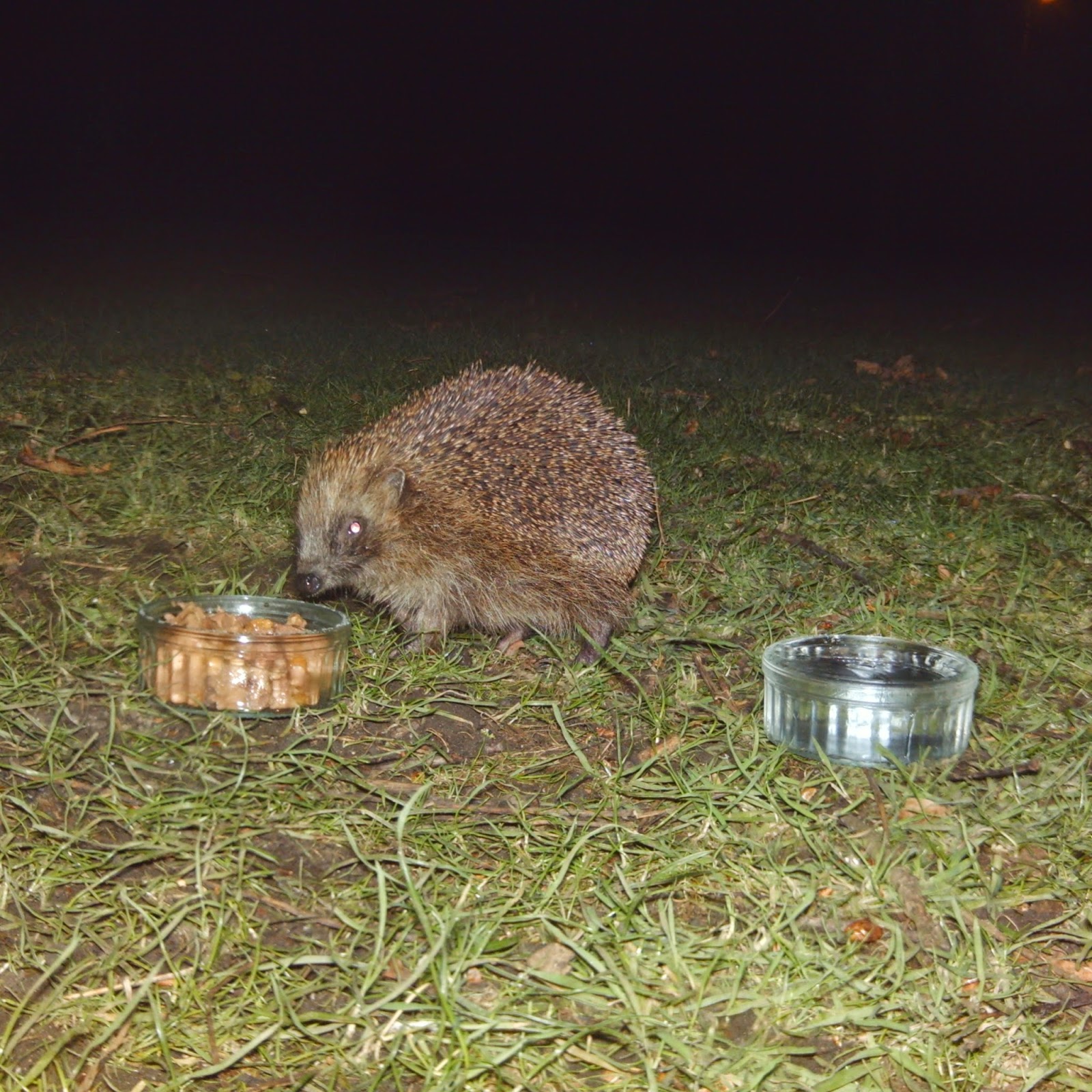 TrogTrogBlog: The Very Hungry Hedgehog