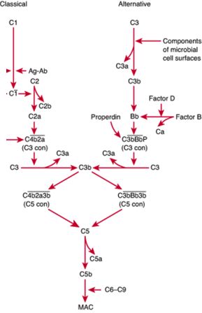 Notes on Complement system: The troop of serum proteins in defence