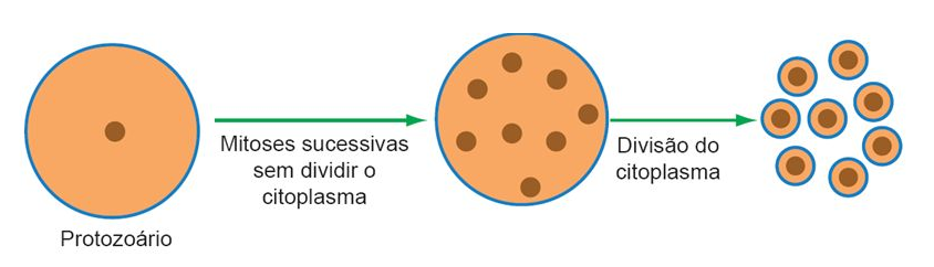 A Biologia é simplesmente Linda!!!!!!!!!!!!: Reino Protista