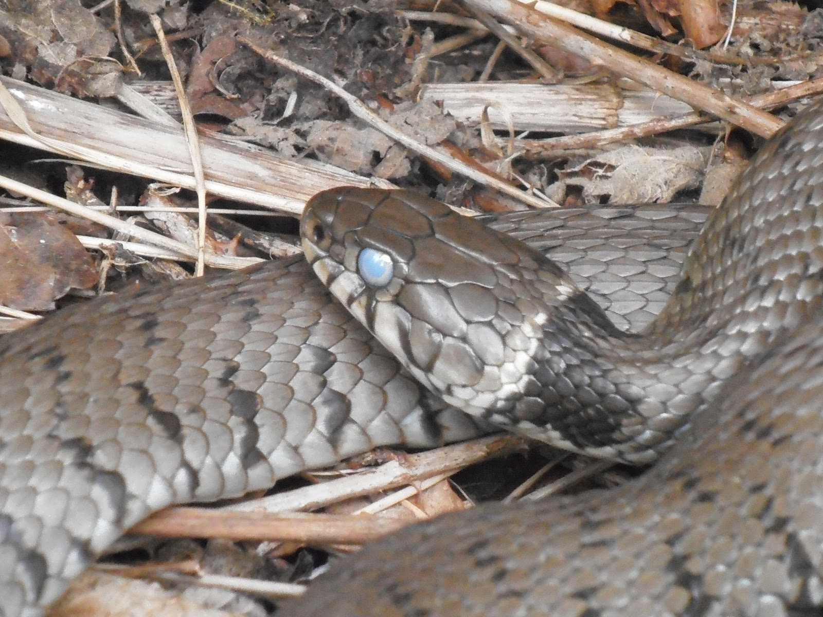 SaltieCroc: Grass Snakes and Slow Worms!