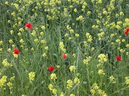 FLORA : FLORA DE MALEZA