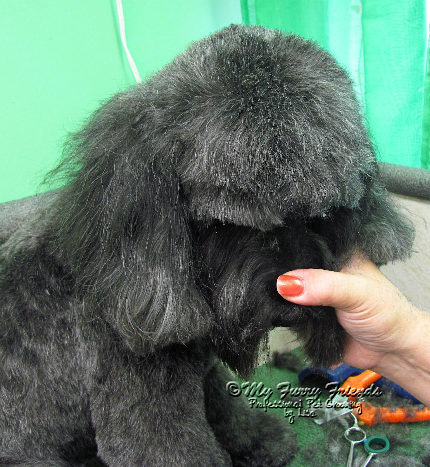 Pet Grooming: The Good, The Bad, & The Furry: Scissoring Heads