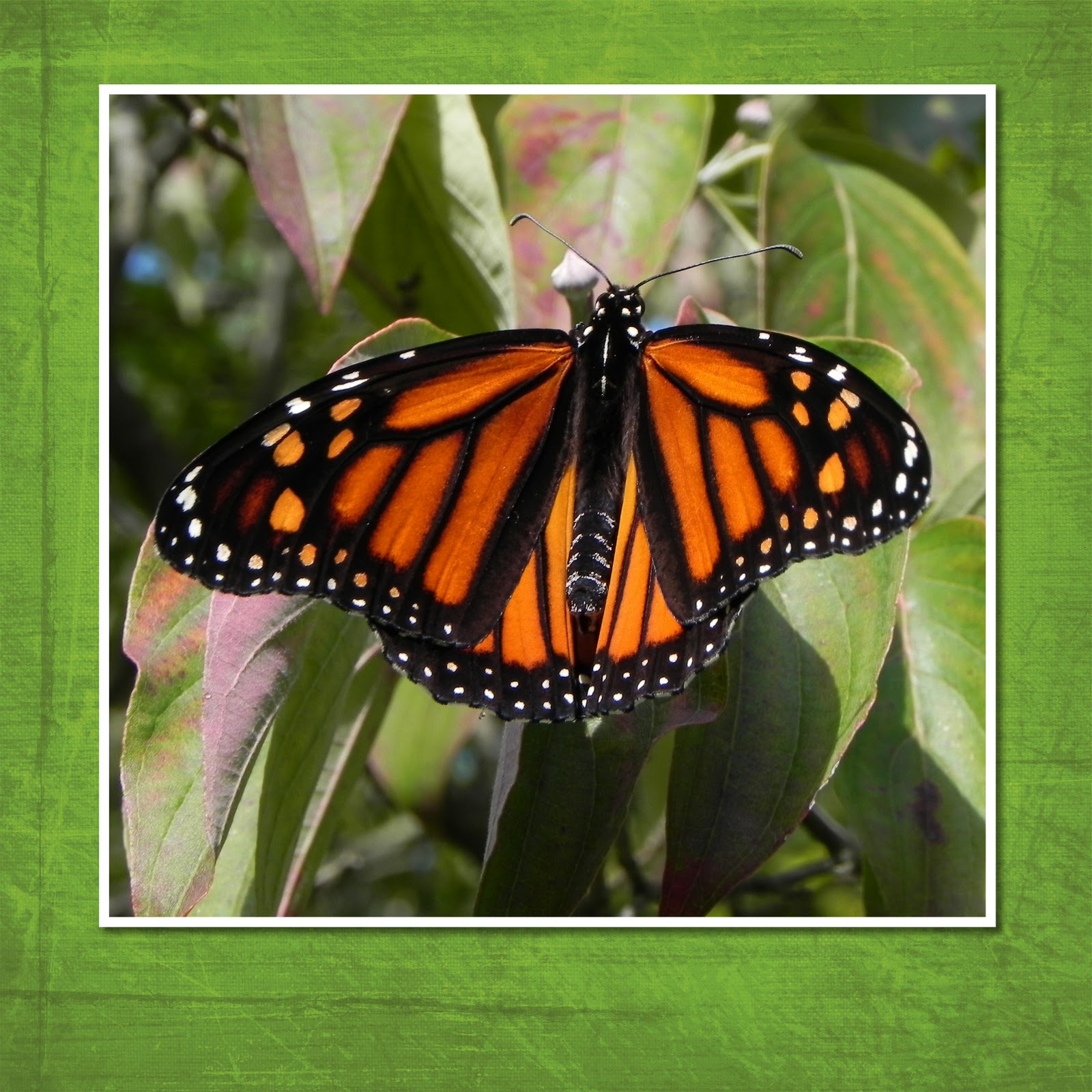 Power of the Flower: Butterfly Names (12 inch) In Search of....