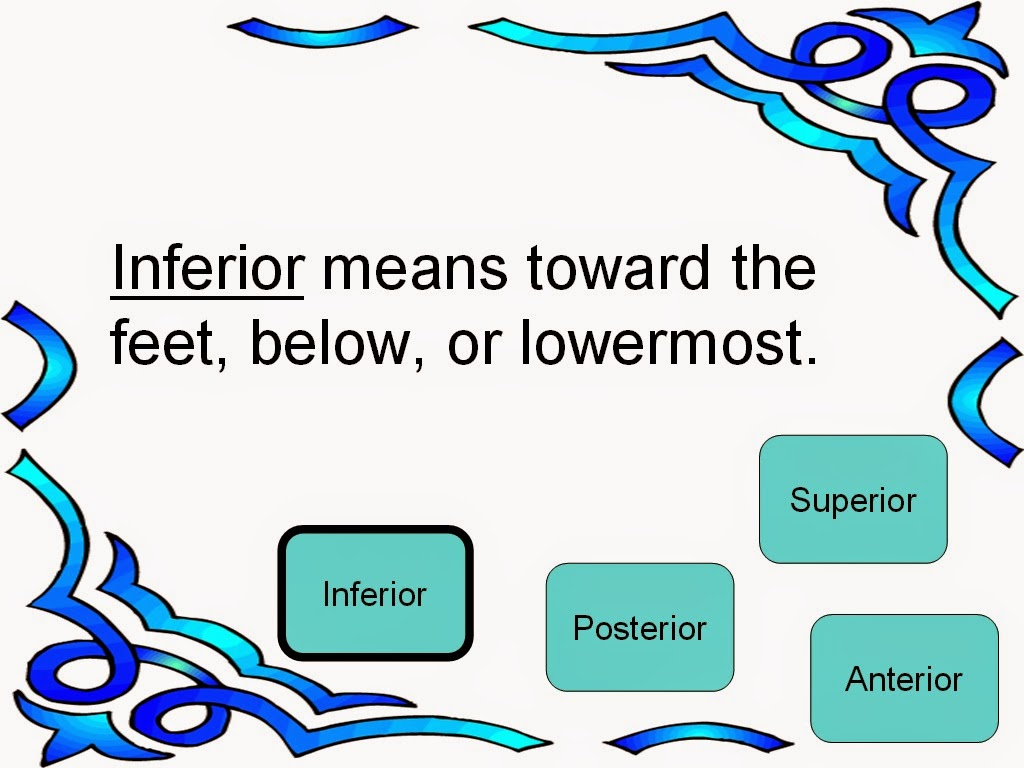Student Survive 2 Thrive: Body Planes Practice Test – Sagittal, Frontal ...