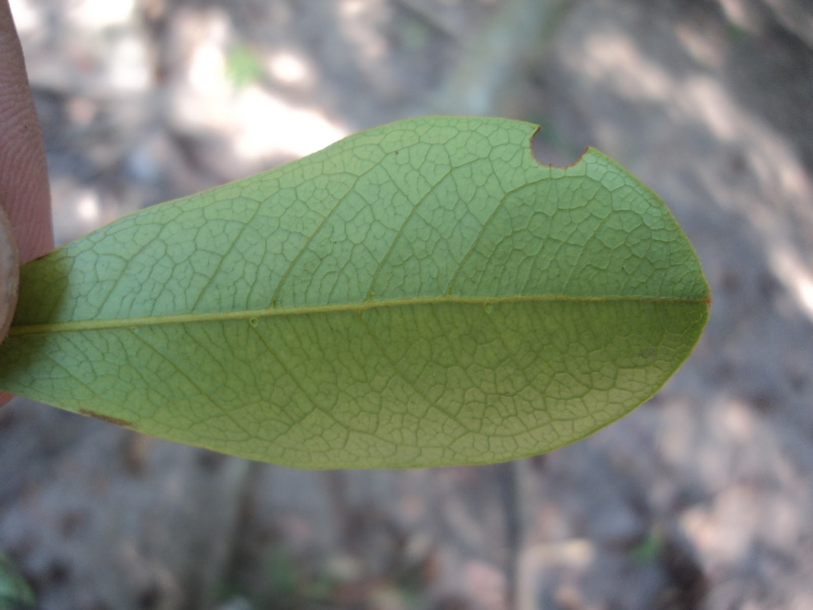 Mato & Cia: Dendrologia