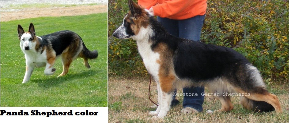 DOGS COMMUNITY: PANDA SHEPHERD COLOR.