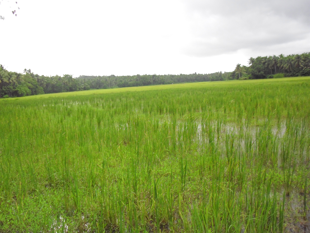 എയ്യാല്‍: Ona Kaalam