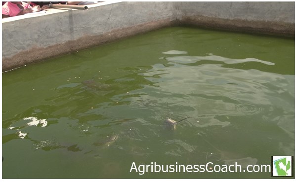 Causes of Low dissolved oxygen in fish pond water and how to improve it ...