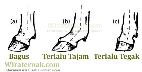 Cara Memilih Indukan Sapi Perah Yang Berkualitas | Kicau Burung Mania