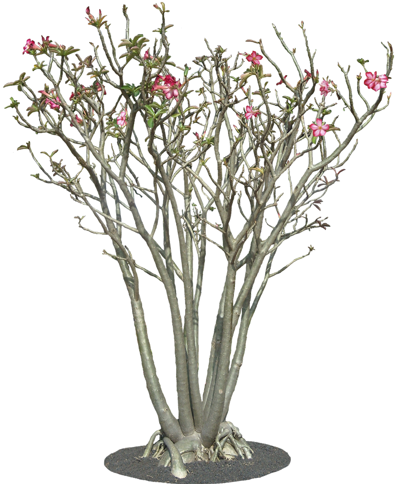 Tropical Plant Pictures: Adeniums.