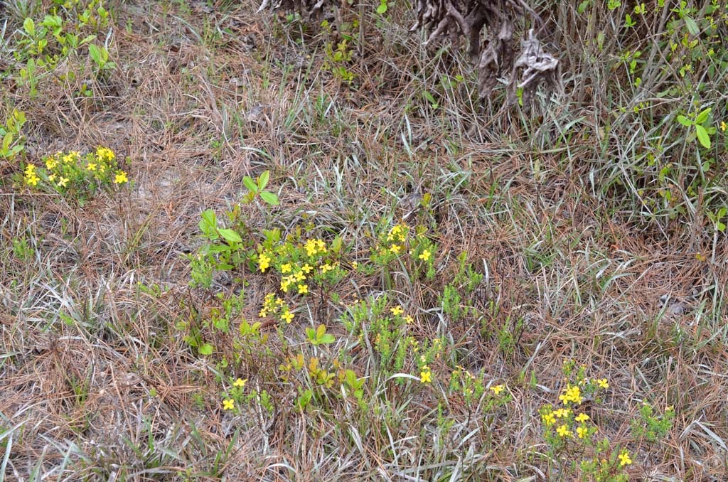 Space Coast Wildflowers: March 2015