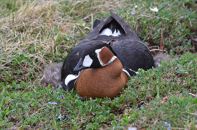 Natuurnotities Monique Smulders: Roodhalsgans en rood water