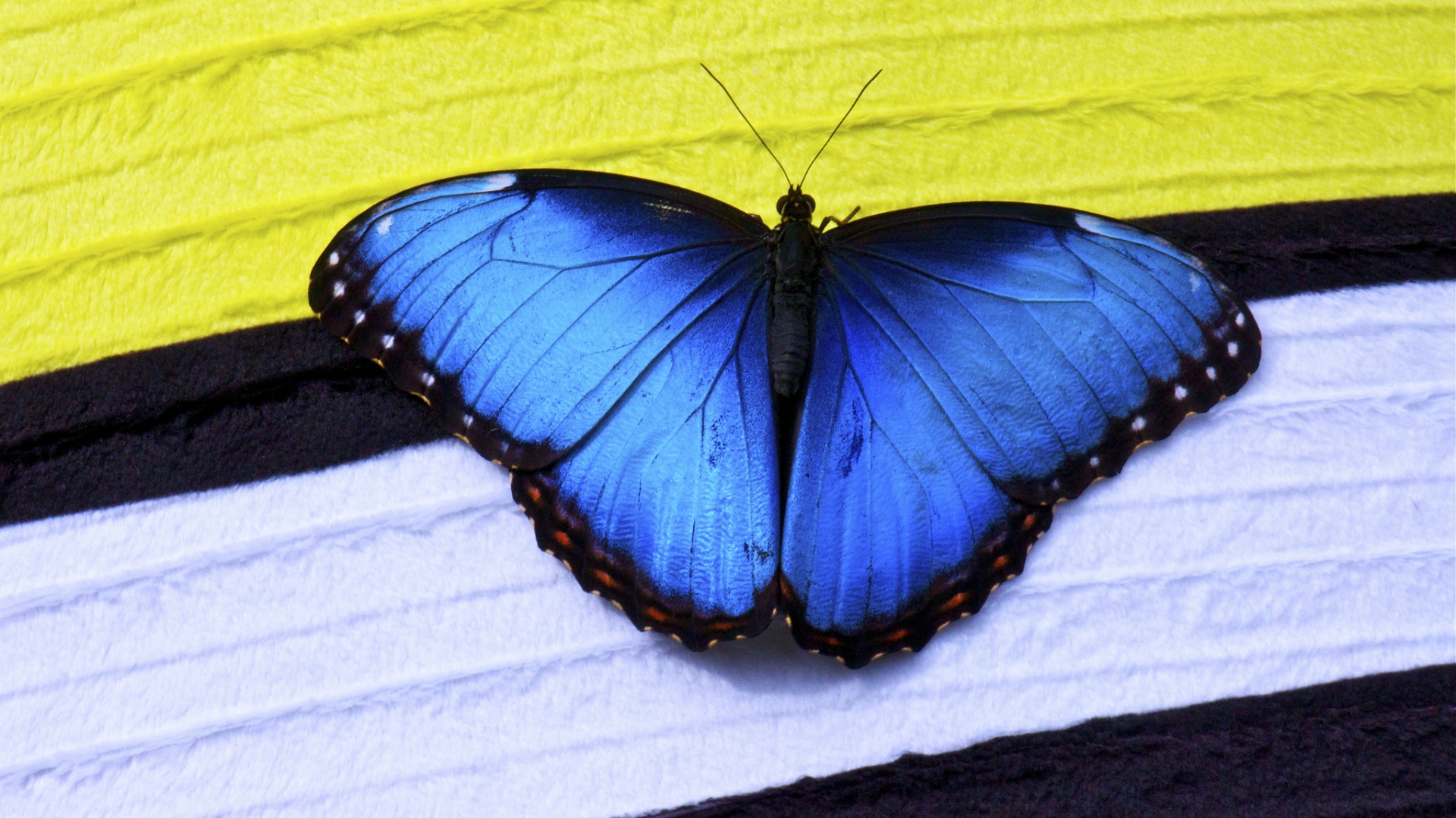 Papillon Butterfly - High Definition Wallpapers - HD wallpapers
