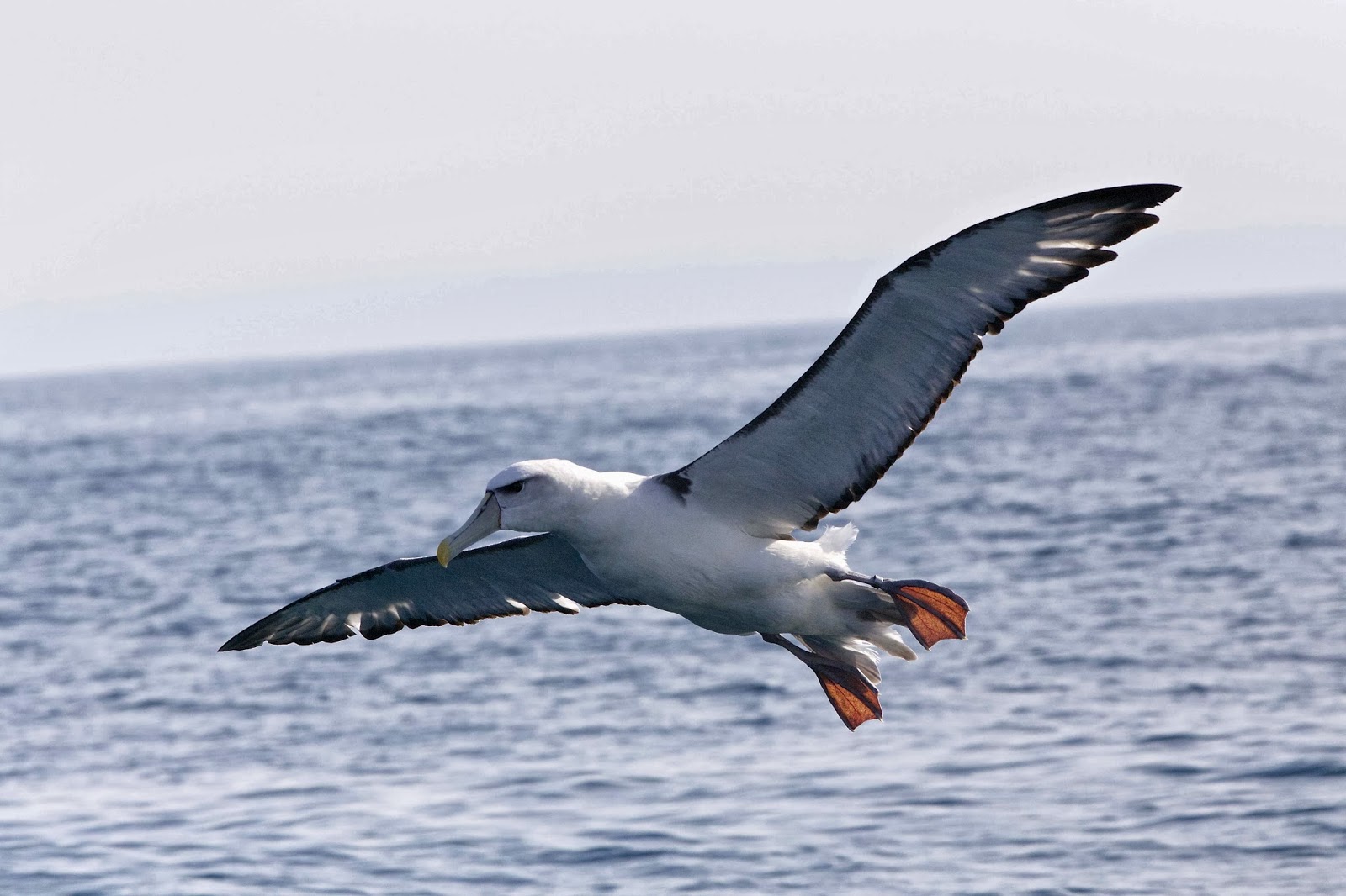Avithera: Shy Albatross