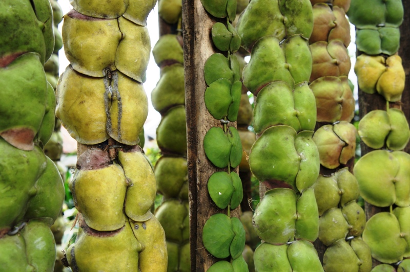 OUR PHILIPPINE TREES: Pawi-pawikan, Pagung-pagungan