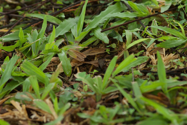 RED Door To Hunt: Ancaman Yang Diterima Oleh Burung Tukang Ekor-besar ...