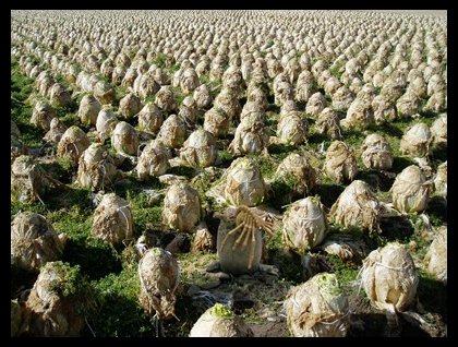 JIMSMASH ! ! !: XENOMORPH CABBAGE PATCH