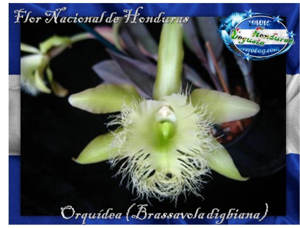 Los Simbolos Patrios y Los Proceres: Símbolos Patrios Menores-La Flor ...