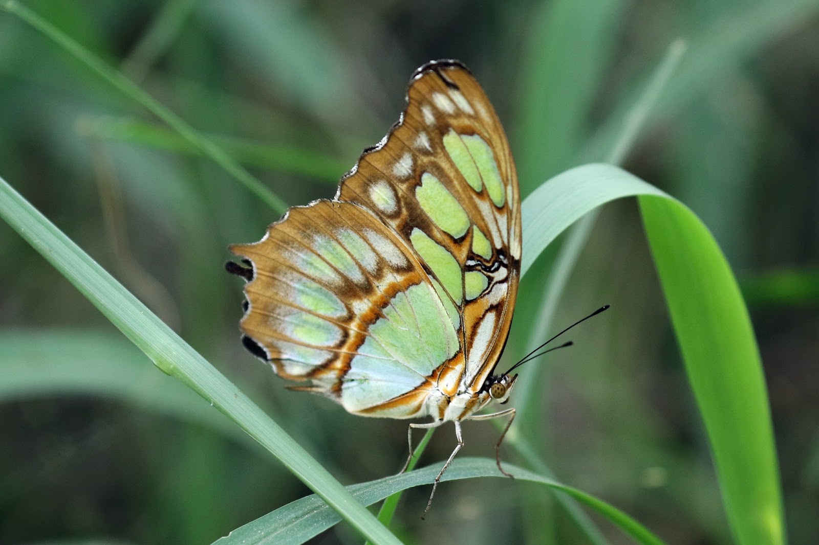 Rio Grande Valley Butterflies: Texas Butterfly Festival. 11/5-7/17
