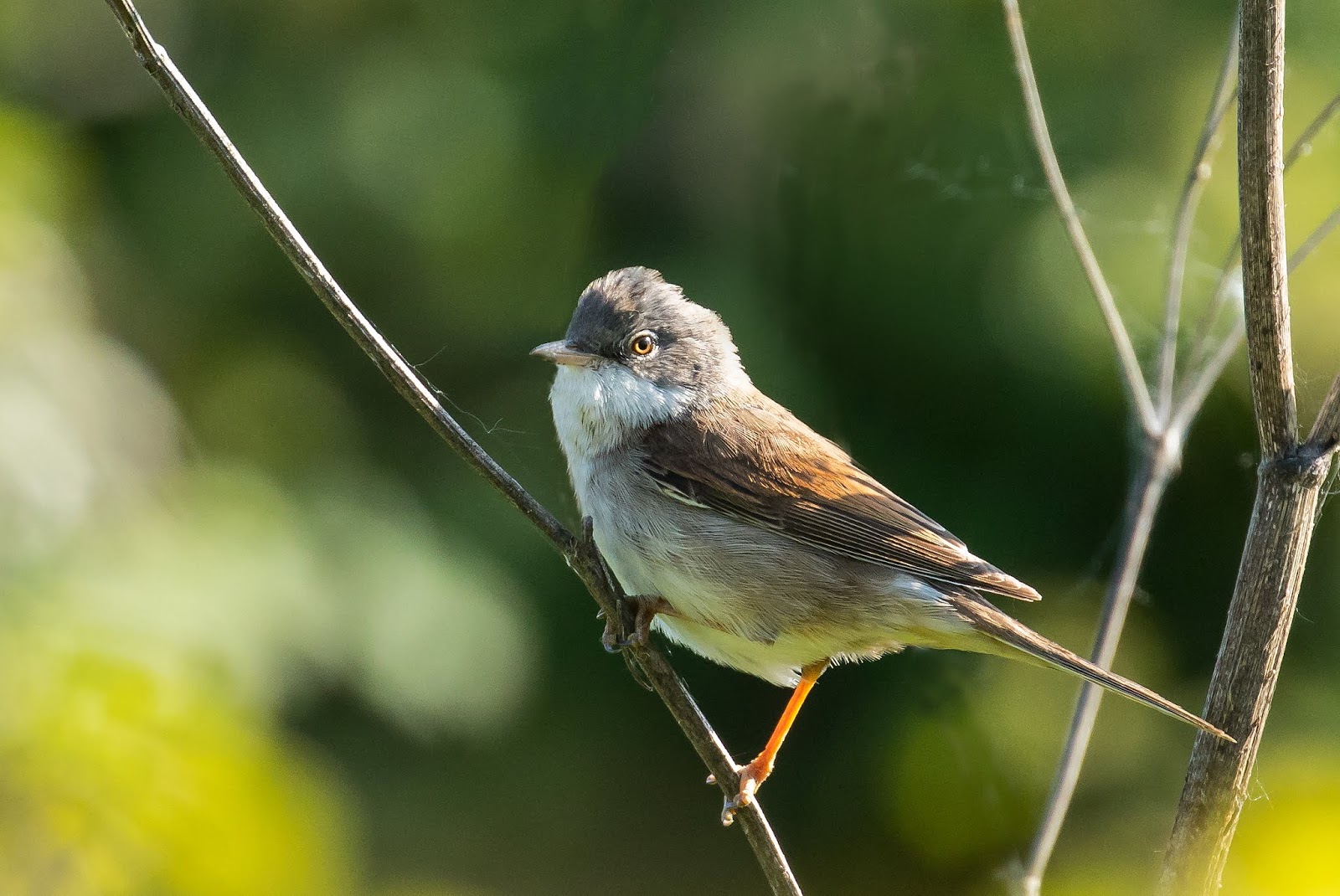 CAMBRIDGESHIRE BIRD CLUB GALLERY: Common Whitethroat