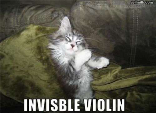 Invisible Violin | Funny Cat Pictures