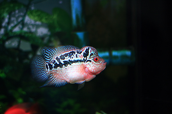 Flowerhorn The Hybrid Cichlids: Kamfa Thailand