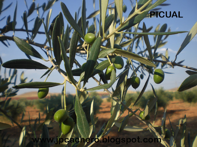 @ JuanPCachero Blog: !!! EL GUARDIAN ENTRE LOS HUERTOS...!!!