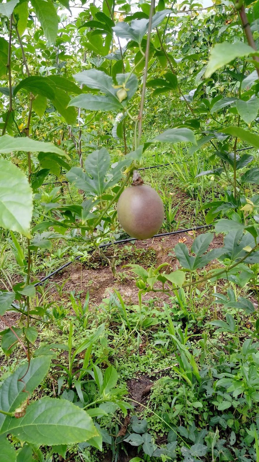 Que es la gulupa - passiflora edulis