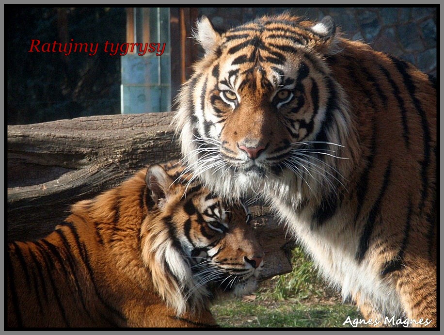 Beszamel i spółka bez ograniczeń: Rodzina Caviidae - kawiowate ...