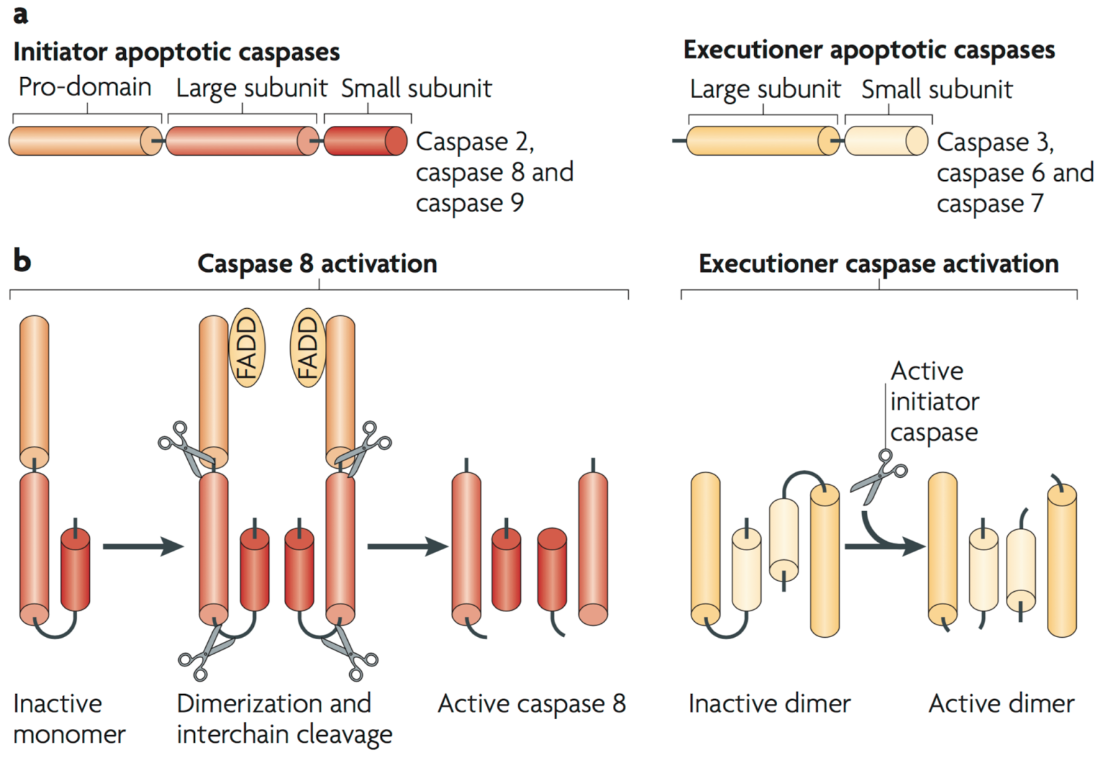 Apoptosis: Caspases