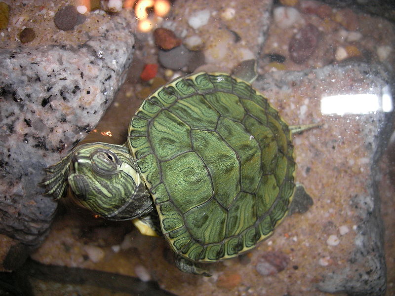 Turtle Pictures: Cumberland slider - Trachemys scripta troostii
