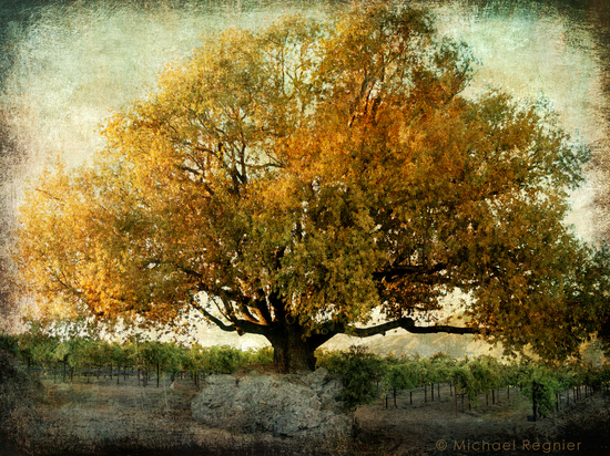 Golden Tree ~ Nice Show Wallpapers