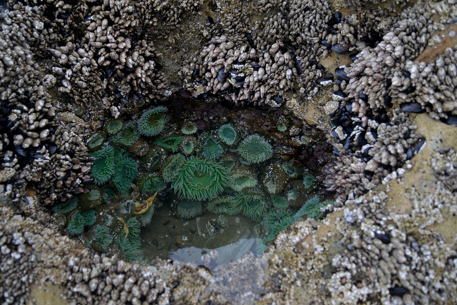 Oregon Coast Tide Pools at Hug Point and Cannon Beach - light-in-leaves